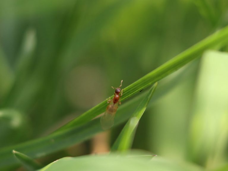 Take 3, Day 7 - New queens and a queen alate nuptial flight video ...
