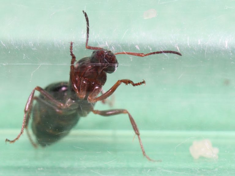 Take 3, Day 7 - New queens and a queen alate nuptial flight video ...