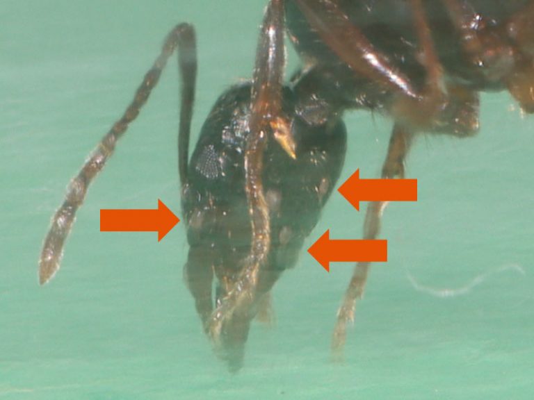 Take 4, Day 11 - What is a Tetramorium queen doing in August? - Ants ...