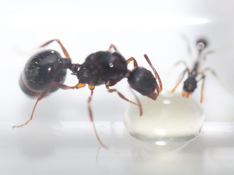 Take 4, Day 81 - Nanitics! Moving! Feeding! - Ants New Jersey