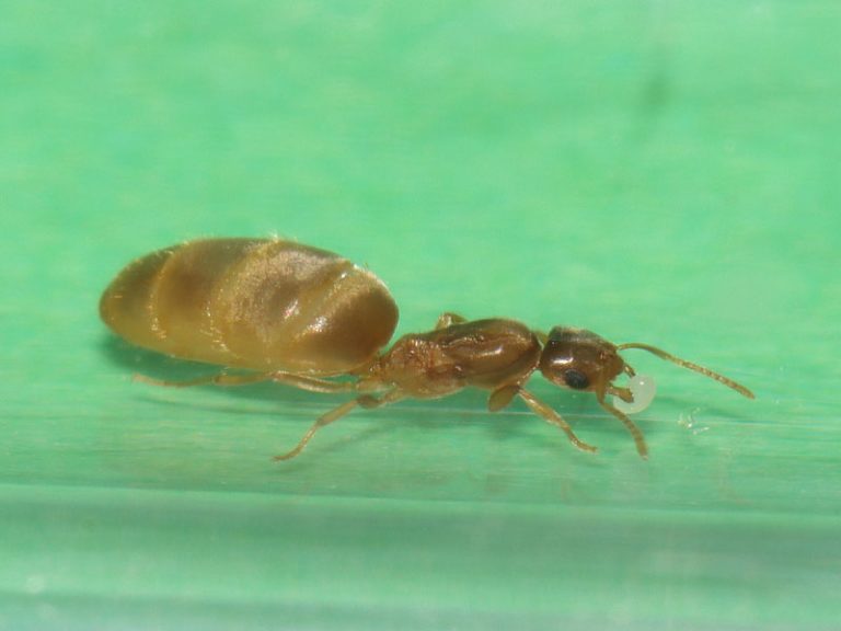 Brood! - Ants New Jersey