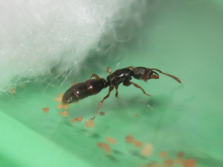 Semiclaustral ants! - Ants New Jersey