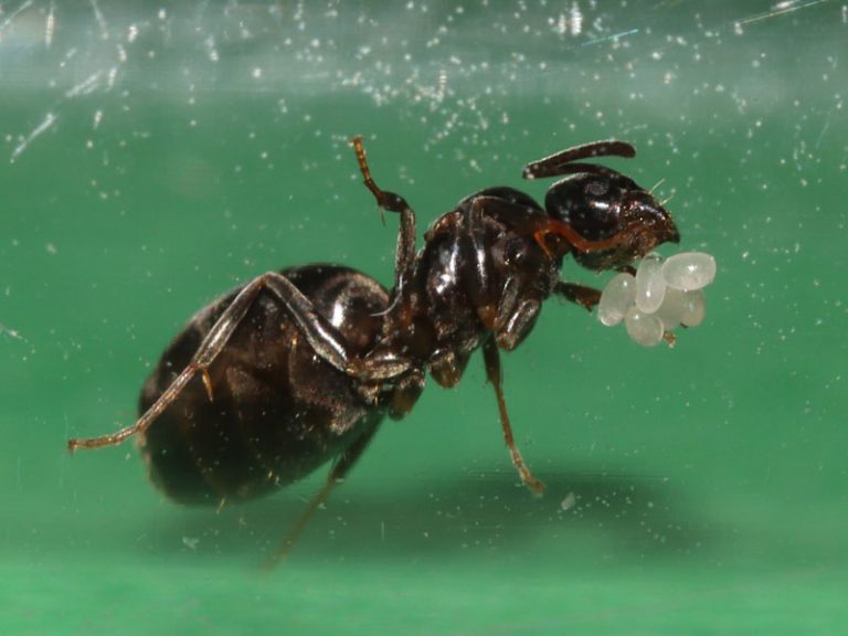 A very special queen ant. . . - Ants New Jersey