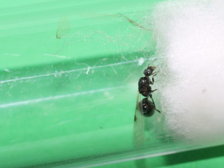 Monomorium minimum queens - Ants New Jersey
